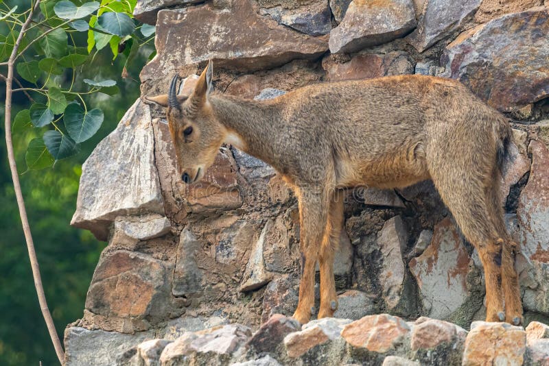 A Red Goral on a Wall before Jumping Stock Photo - Image of wildlife ...