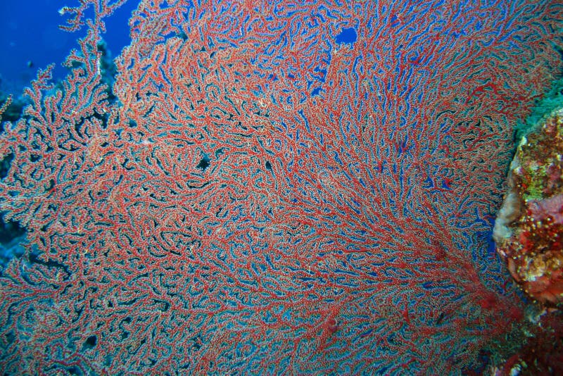 Red Gorgonian or Red Sea Fan Coral. Background Stock Image - Image of ...