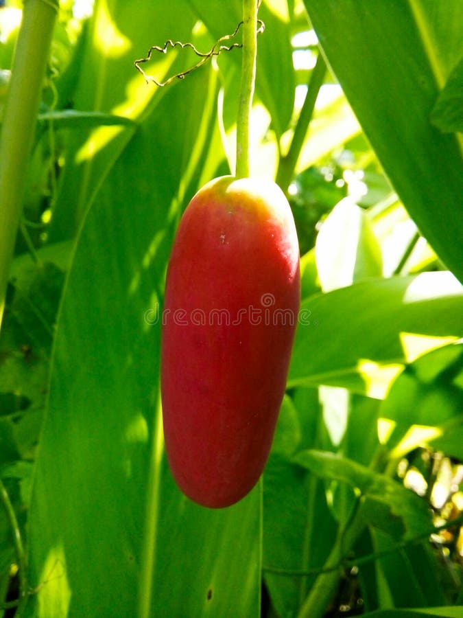 Red Gourd Fruit with Green Leaves Background Stock Photo - Image of ...