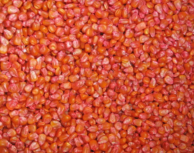 Corn Seeds, Red, Orange, Yellow Color Grain Pile Closeup, Organic ...
