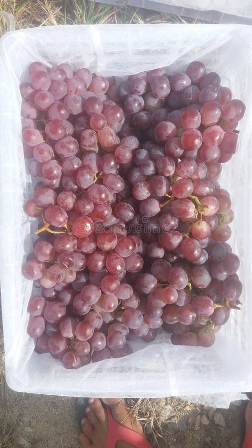 Red grap stock photo. Image of grape, wine, grap, sour - 264454662