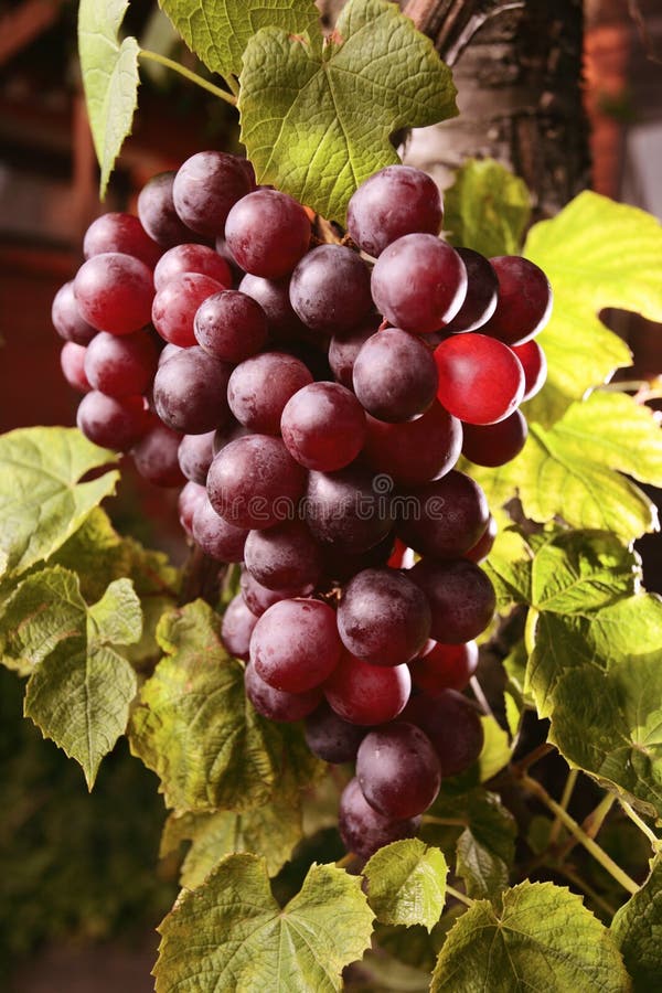 Red grape stock photo. Image of season, close, sunlight - 15018718