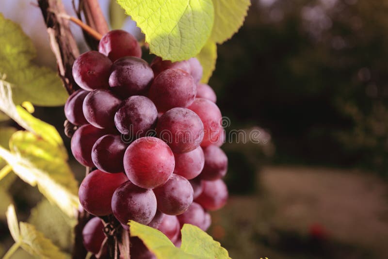 Red grape stock photo. Image of close, berry, bunch, vineyard - 15018716