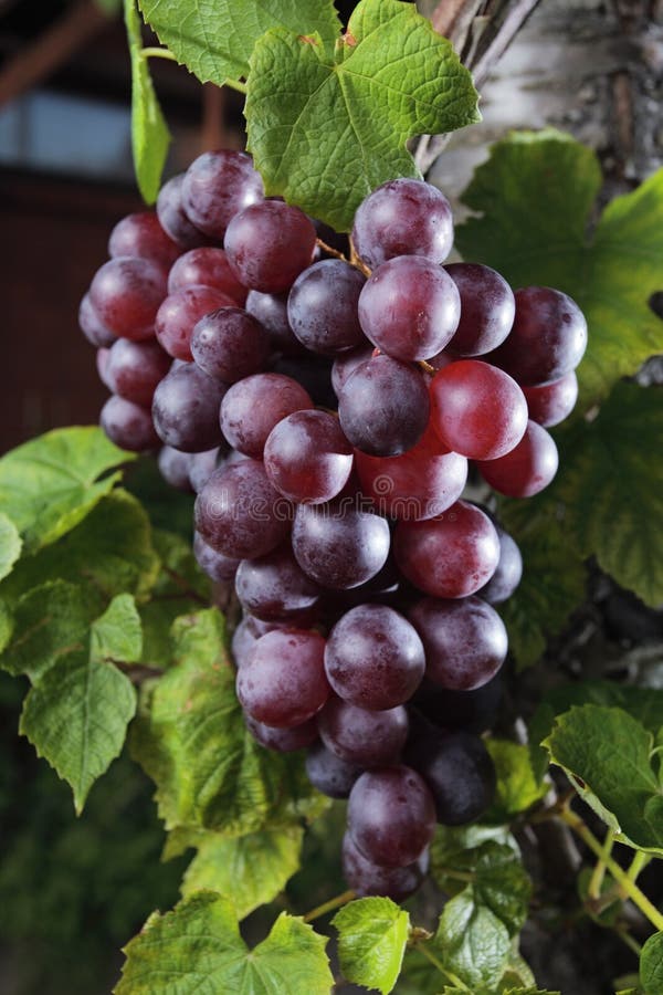 Red grape stock image. Image of bunch, green, crop, foliage - 16983087