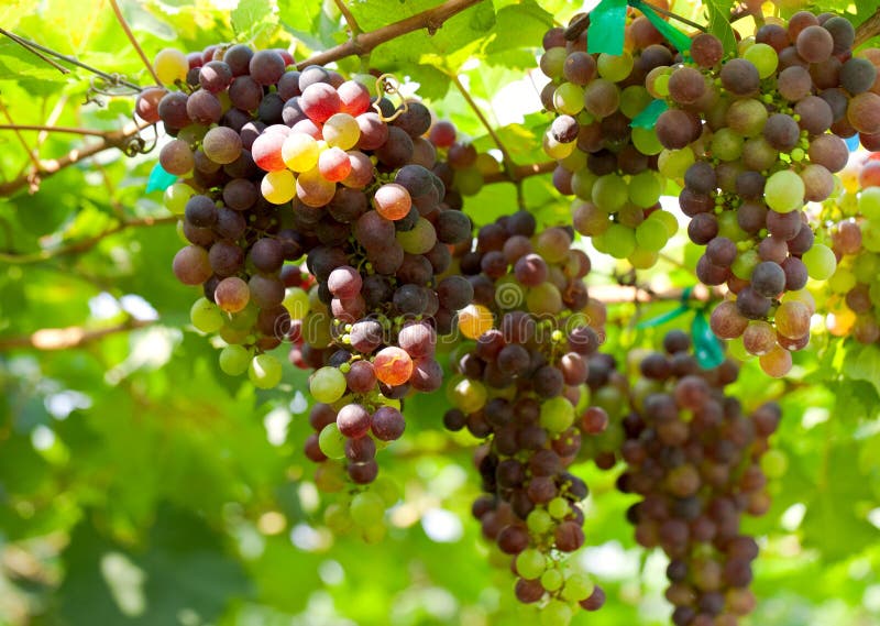 Red grape stock photo. Image of grow, grape, food, healthy - 19138534