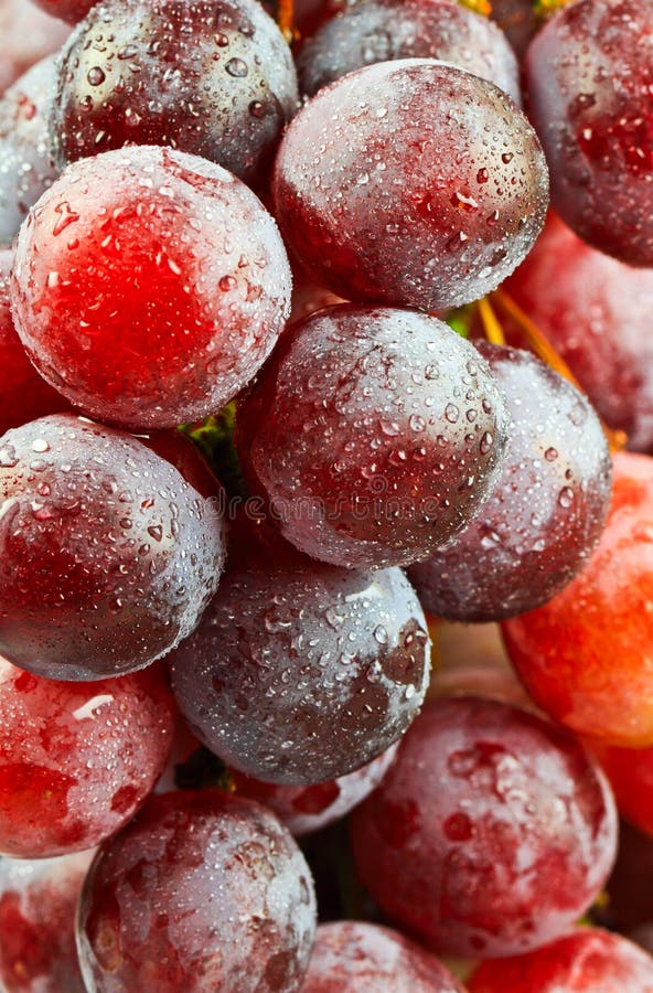 Red grape stock photo. Image of sweet, grape, agriculture - 20410798