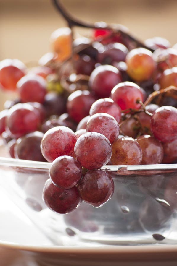 Red grape stock image. Image of plant, still, cuisine - 21113105