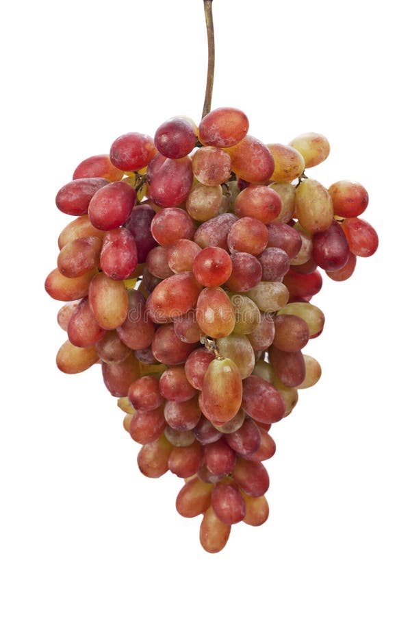 Red grape stock photo. Image of grape, nutrition, fresh - 21588792