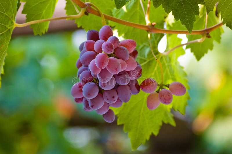 Red Grape stock photo. Image of bunch, macro, vineyard - 3302120