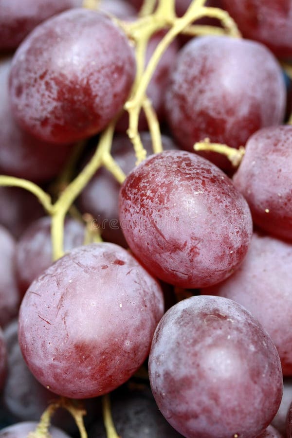 Red grape stock image. Image of close, food, drink, berry - 5253549