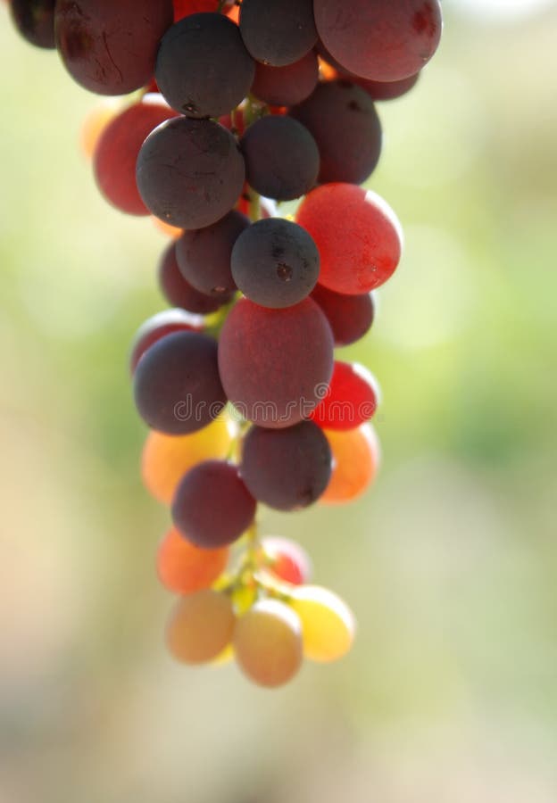 Red grape stock image. Image of eating, alcohol, berry - 6125275