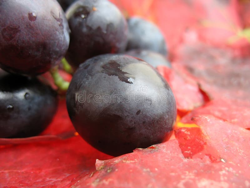Red Grape Picture. Image: 6689156