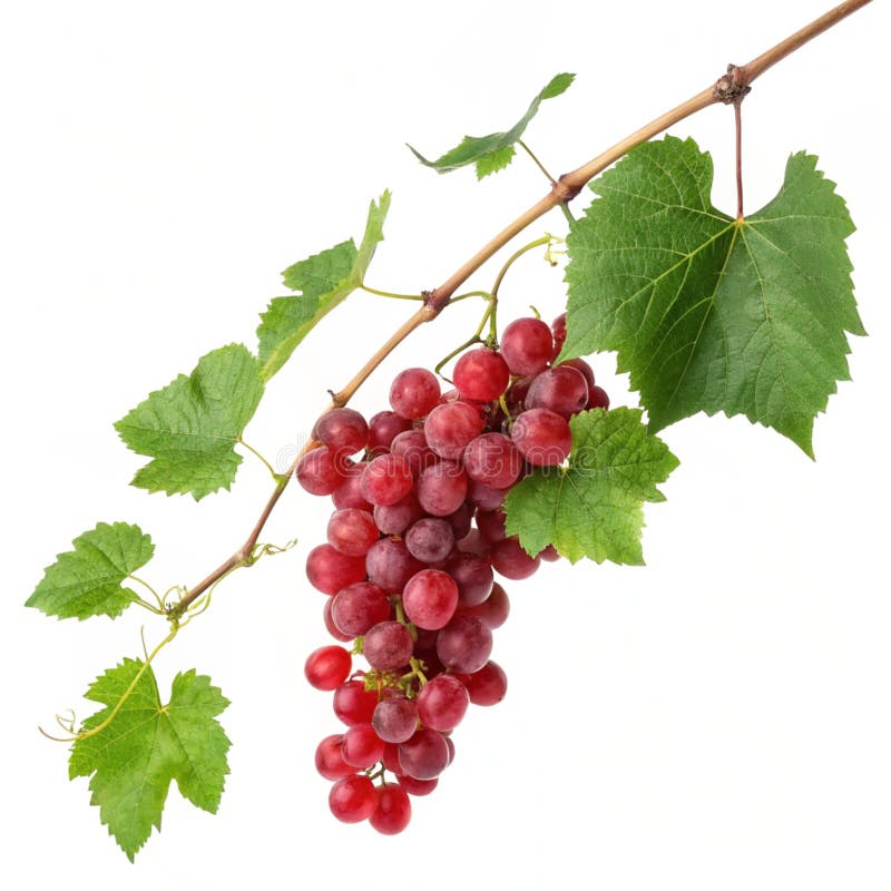 Red Grape Branch on White Background Stock Illustration - Illustration ...
