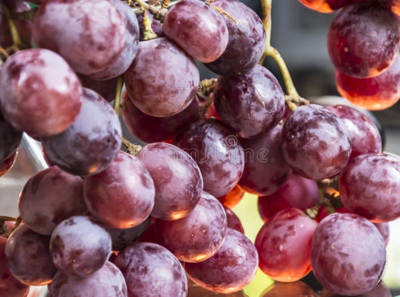 Red Grape Clusters stock image. Image of health, farm - 160029545