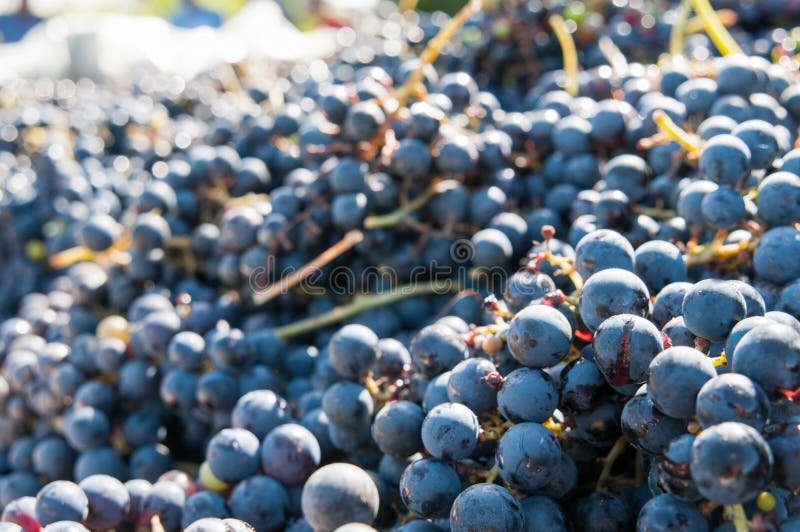 Red grape crop stock photo. Image of middle, perspective - 65117558