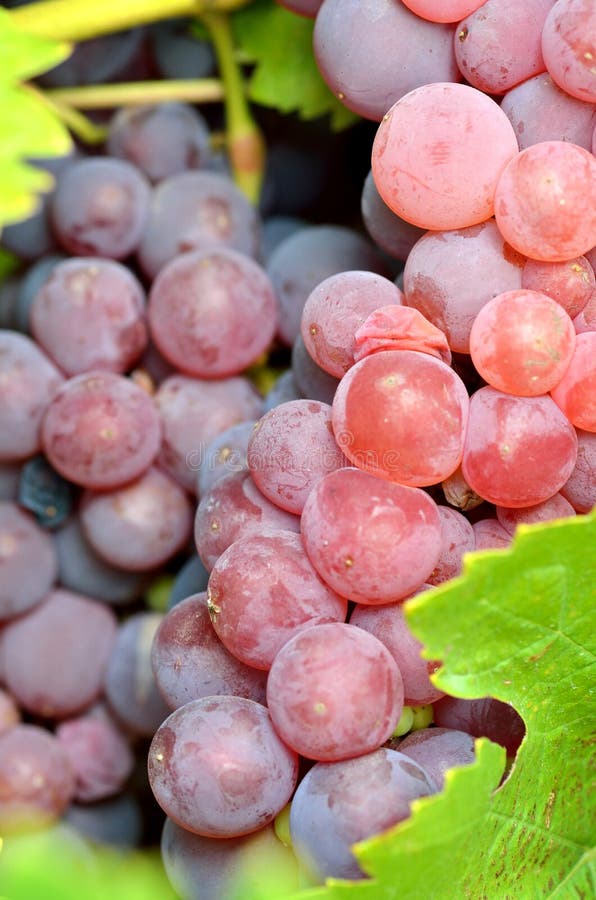 Red grape details stock image. Image of nutrition, healthy - 33397867