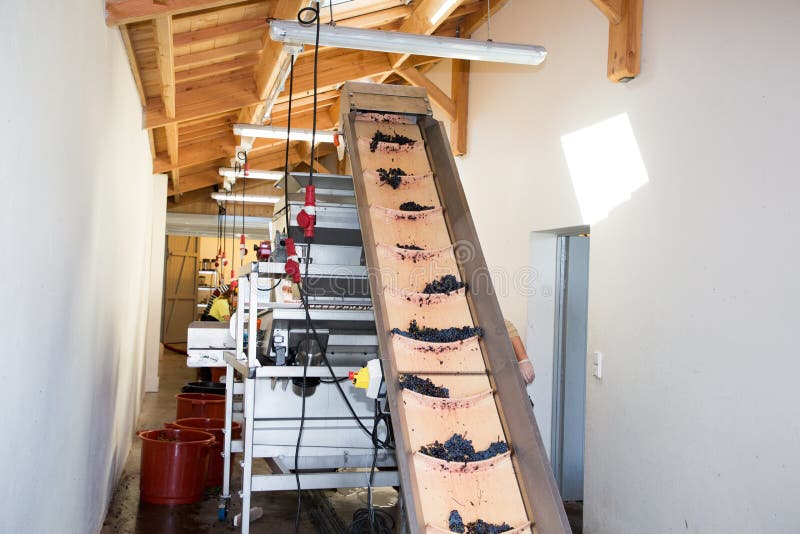 Red Grape Electric Line Industry Modern Winery Machine Sorting Mat with ...