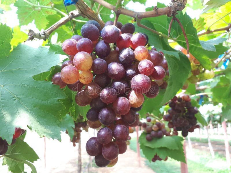 Red grape stock photo. Image of farm, greengrapes, vines - 131293120