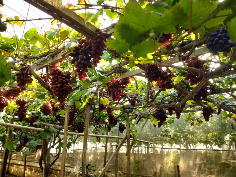 Red Grape Farm stock image. Image of sunlight, grape - 154316809