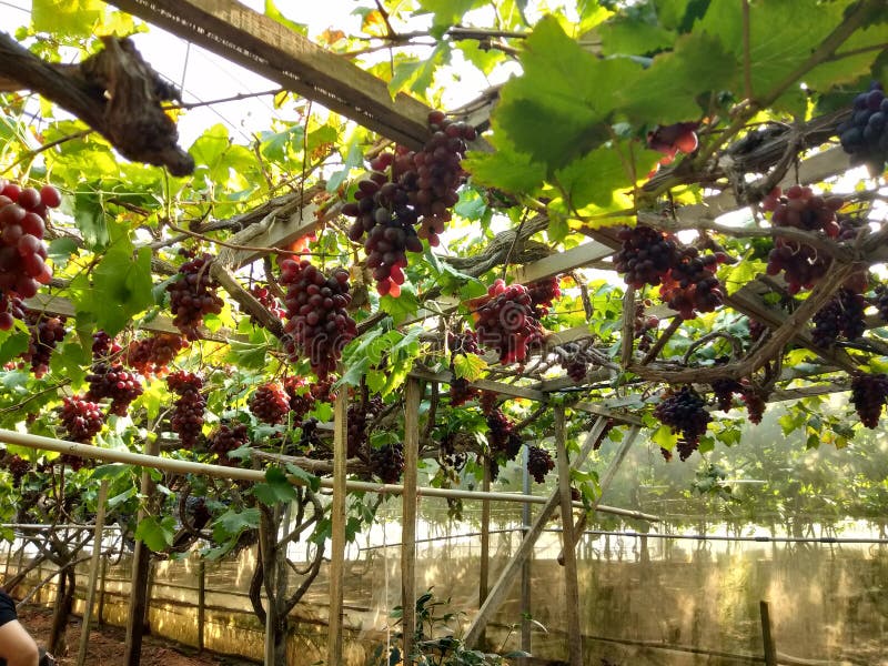 Red Grape Farm stock photo. Image of wine, farm, sunlight - 154316842