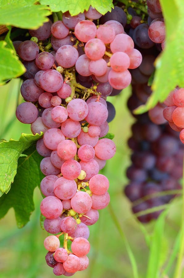 Red grape #2 stock photo. Image of gourmet, summer, ripe - 33397754