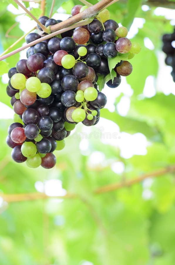 Red grape and green grape stock image. Image of rural - 60237975