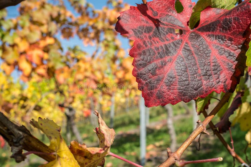 Red Grape Leaf in Autumn Coloring Stock Image - Image of yellow ...
