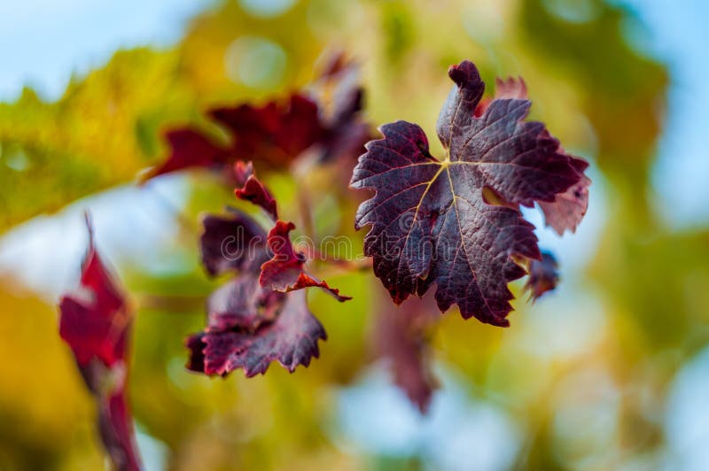 Red Grape Leaf with Background Stock Image - Image of green, background ...