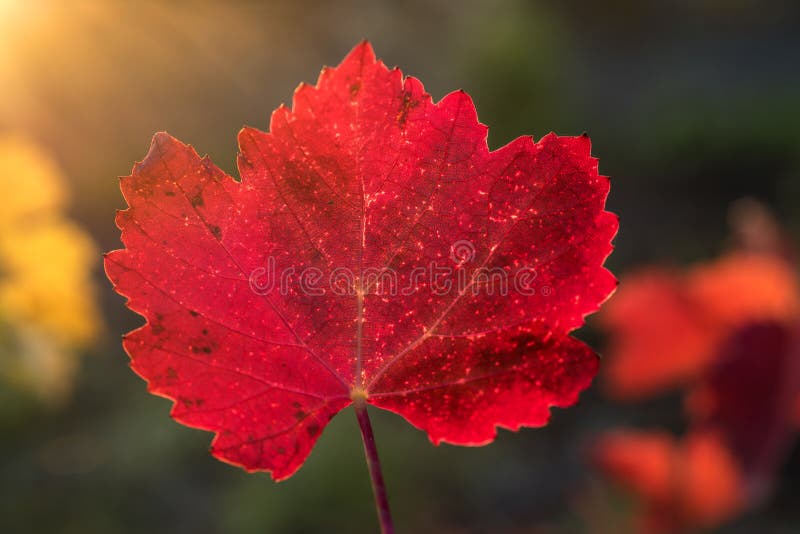 Red grape leaf stock photo. Image of green, light, grape - 137035476