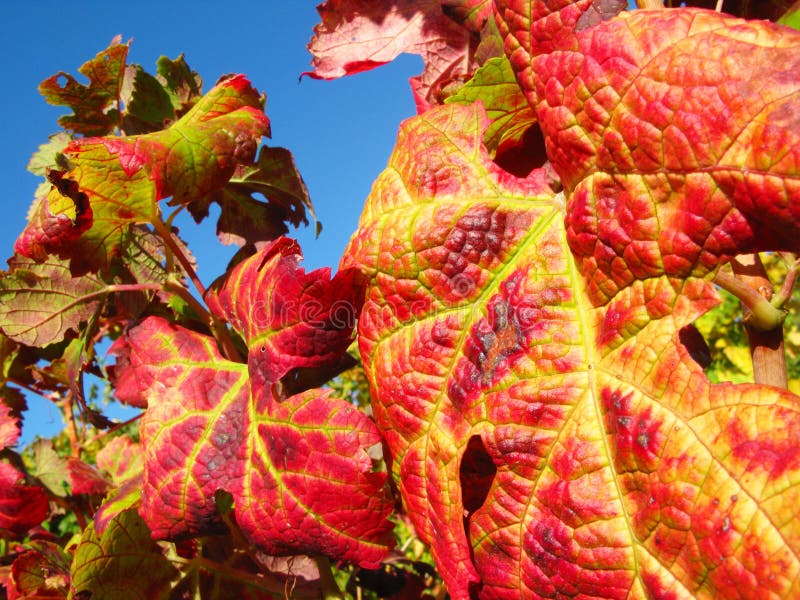 Red grape leaves stock photo. Image of agricultural, leaf - 11250808