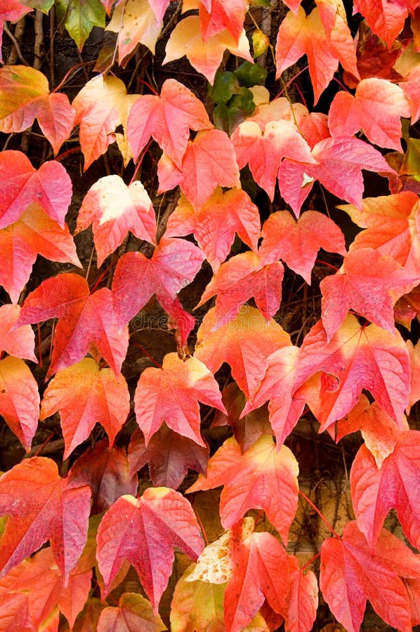 Red grape leaves stock image. Image of natural, grapes - 957903