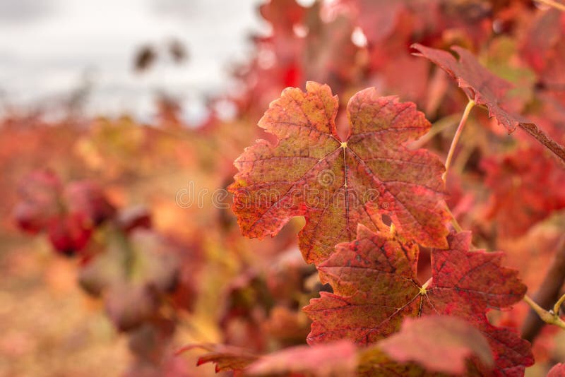 Red grape leaves in autumn stock photo. Image of branch - 163273860