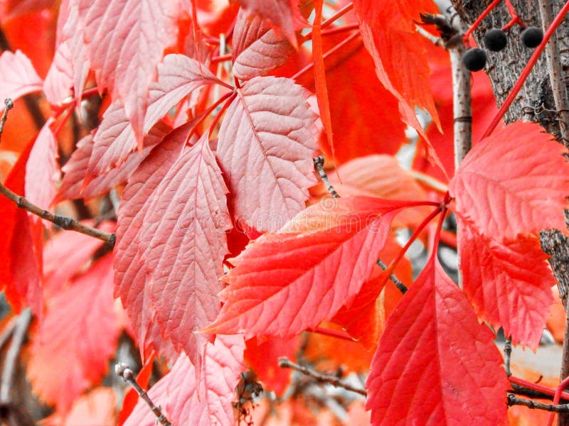 Red Grape Leaves on a Background Stock Photo - Image of nature, park ...