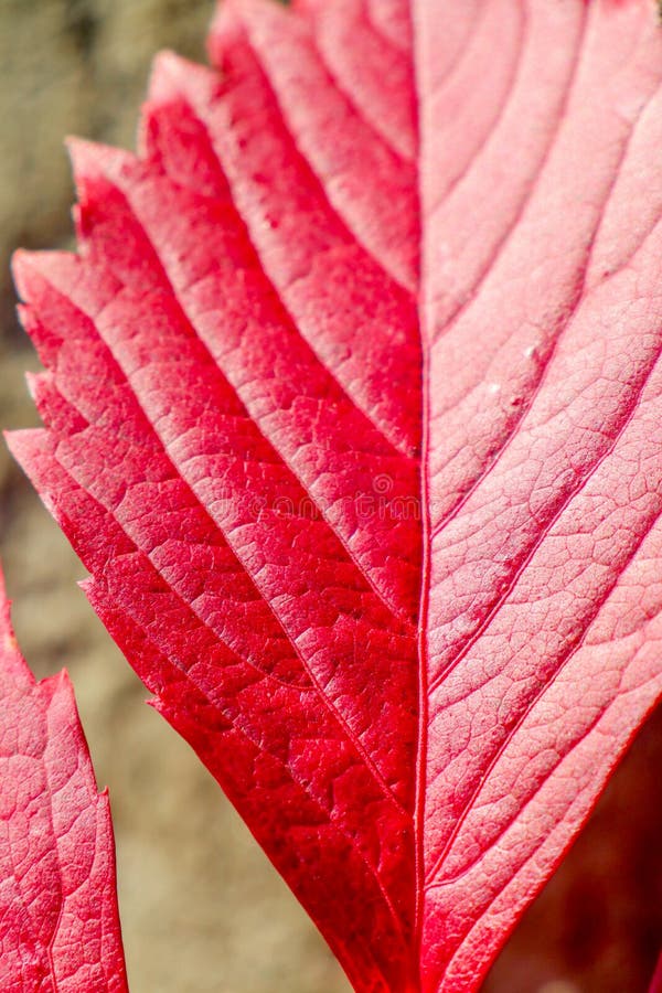 Red Grape Leaves on a Background Stock Photo - Image of branch, color ...