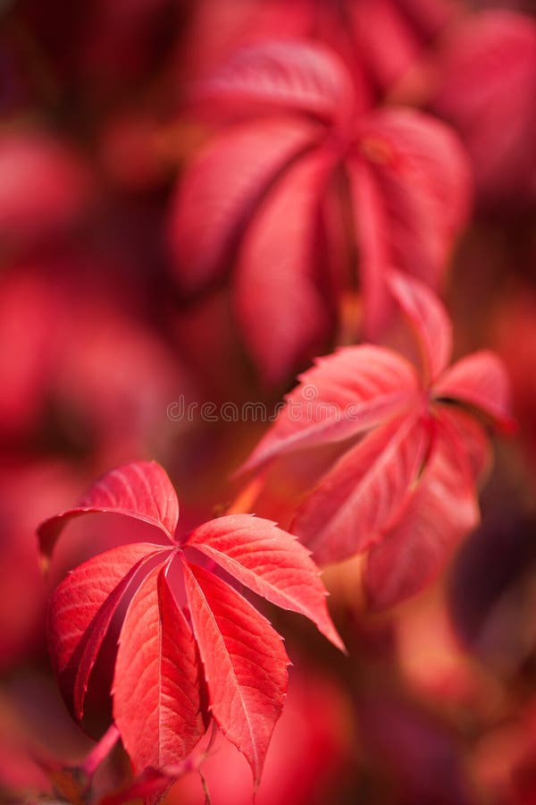 Red grape leaves stock photo. Image of creeper, flora - 129526444
