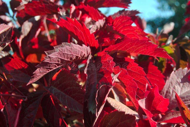 Red grape leaves stock image. Image of blossom, forest - 146846539