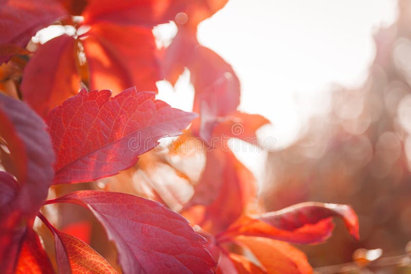 Red grape leaves stock photo. Image of north, flora - 129527248