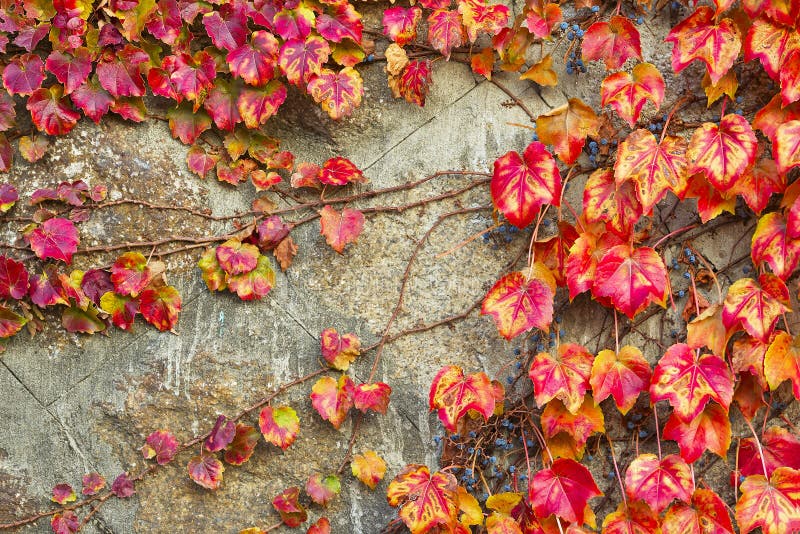 Red Grape Leaves of Virginia Creeper Stock Photo - Image of leaf ...