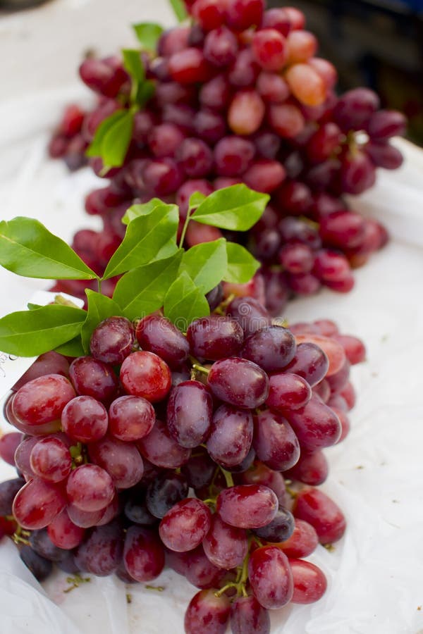 Red grape stock photo. Image of purple, bunch, agriculture - 45708400