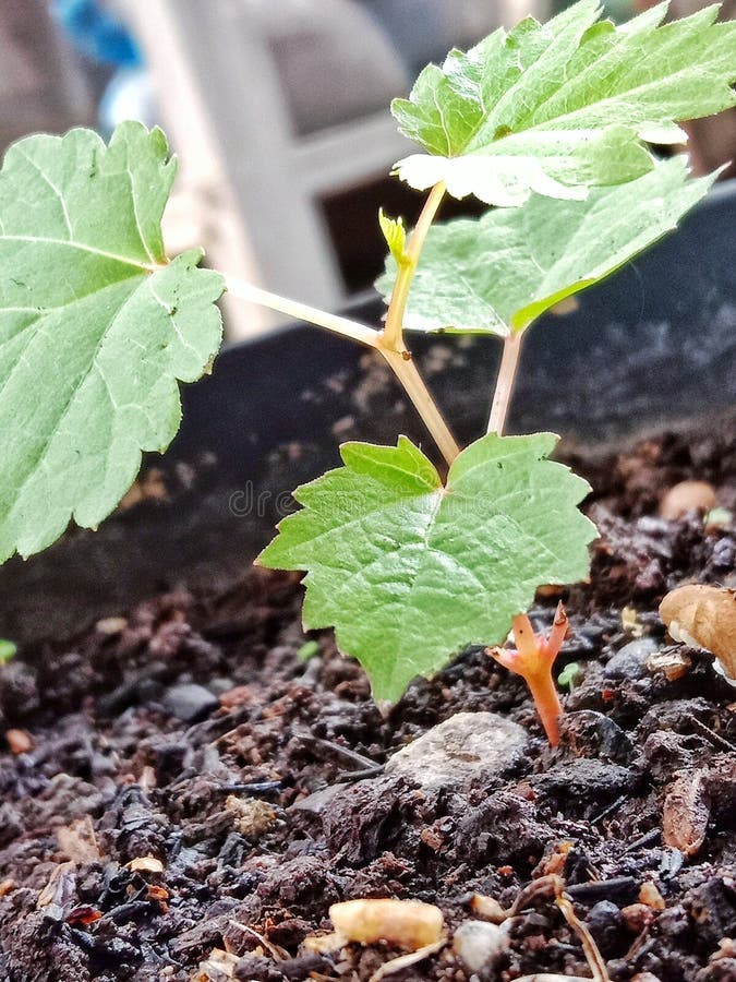 Red Grape Seedlings or Vitis Vinifera Planted in Pots Stock Photo ...