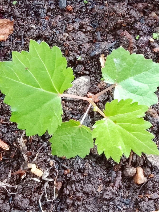 Red Grape Seedlings or Vitis Vinifera Planted in Pots Stock Image ...