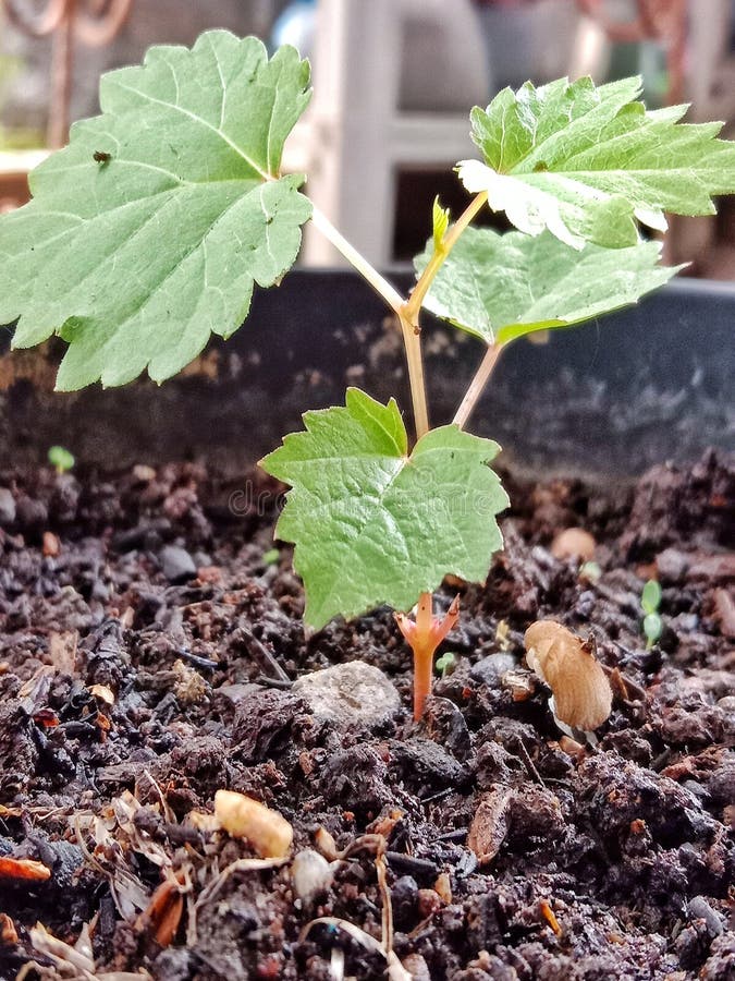 Red Grape Seedlings or Vitis Vinifera Planted in Pots Stock Photo ...
