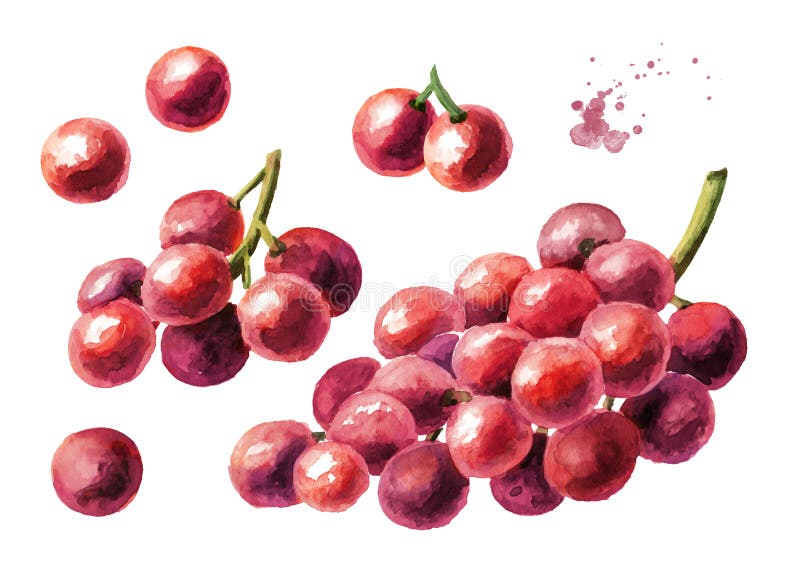 Red Grape Set. Hand Drawn Watercolor Horizontal Illustration, Isolated ...