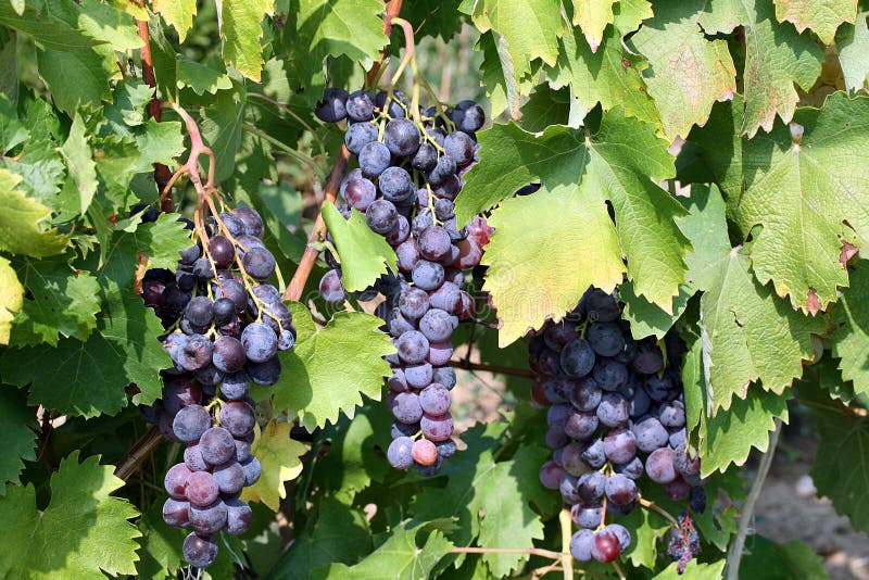 Red grape on the vine stock photo. Image of dark, healthy - 11167268
