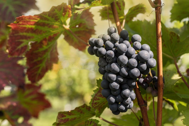 Red grape on the vine stock photo. Image of autumn, nature - 237204218