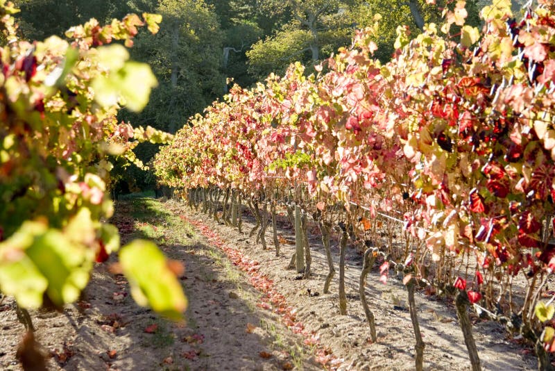 Red Grape Vineyard in Autumn Stock Image - Image of foliage, natural ...
