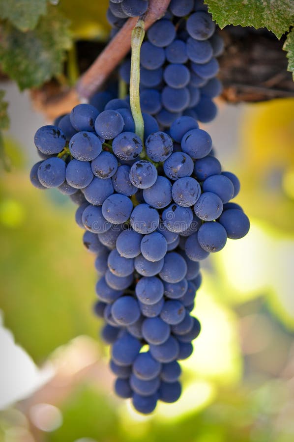 Cabernet Grapes stock photo. Image of cabernet, bottle - 1777018