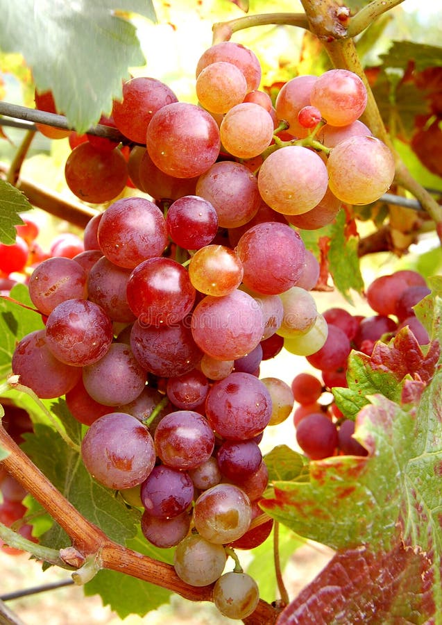 Red Grapes stock photo. Image of nature, green, garden - 1378816