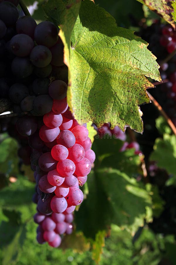 Red grapes stock photo. Image of fruit, still, fresh, life - 1425530