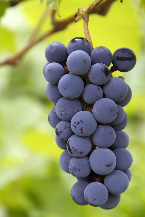 Red Grapes Picture. Image: 16268457
